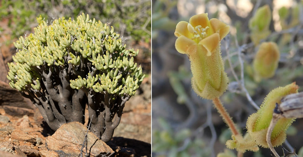 Tylecodon hallii - World of Succulents