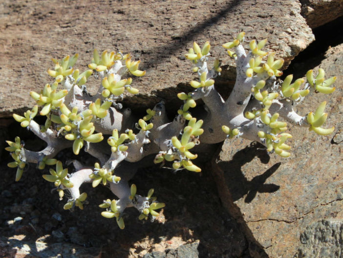 Tylecodon hallii - World of Succulents
