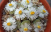 Lithops | World of Succulents