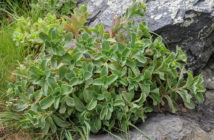 World of Succulents | A prime destination for succulent lovers