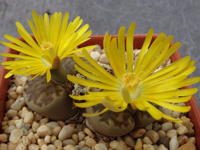 Lithops bromfieldii (Living Stones) - World of Succulents