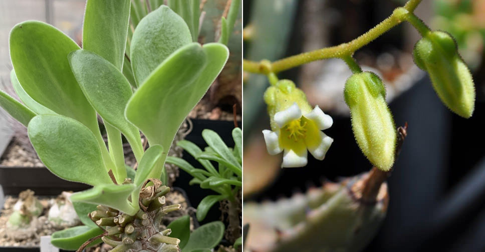 Tylecodon hirtifolius - World of Succulents