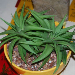 Haworthiopsis limifolia var. ubomboensis - World of Succulents
