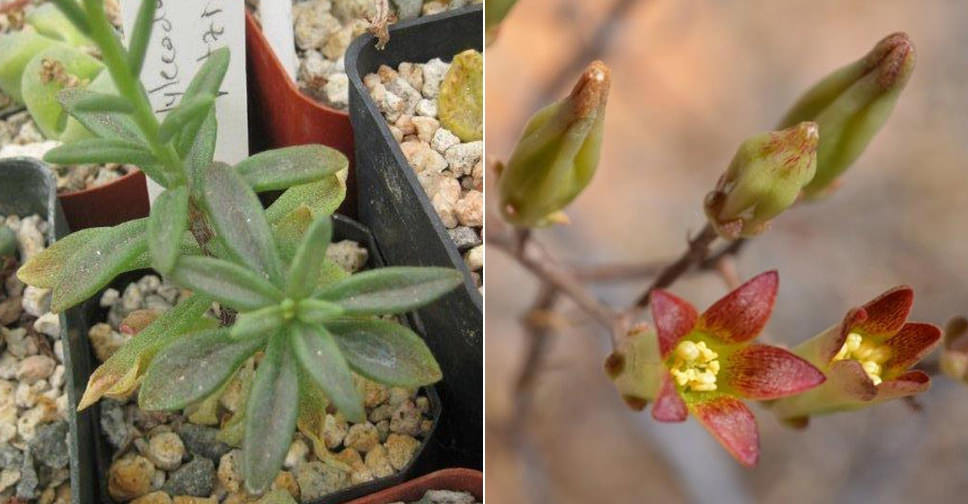 Tylecodon kritzingeri (Hook Butterbush) - World of Succulents