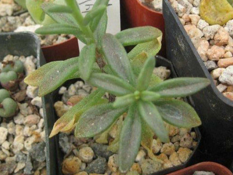 Tylecodon kritzingeri (Hook Butterbush) - World of Succulents