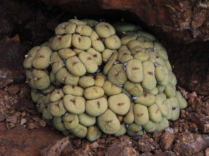 Conophytum pageae - World of Succulents