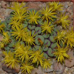 Conophytum pageae - World of Succulents