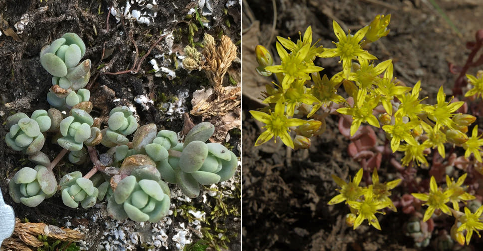 Sedum debile (Orpine Stonecrop) - World of Succulents