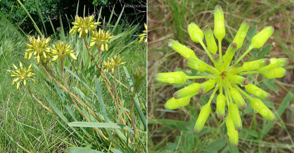 Aloe linearifolia (Dwarf Yellow Grass Aloe) - World of Succulents