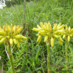 Aloe linearifolia (Dwarf Yellow Grass Aloe) - World of Succulents