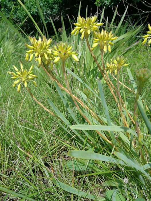 Aloe linearifolia (Dwarf Yellow Grass Aloe) - World of Succulents
