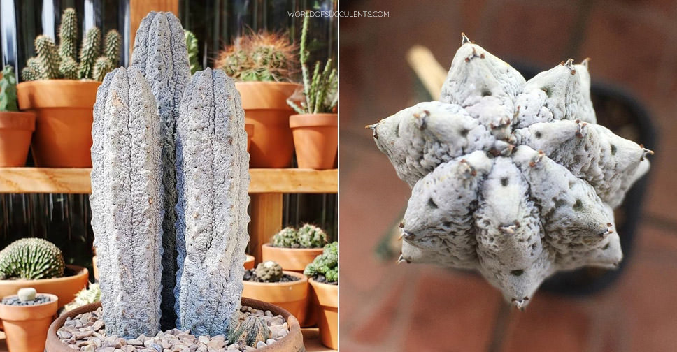 Euphorbia abdelkuri - World of Succulents