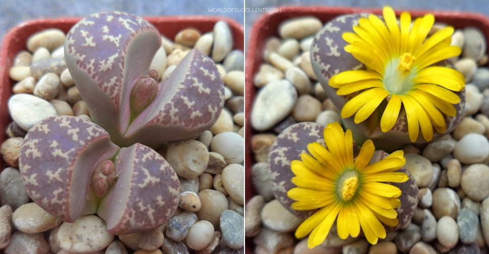 Lithops naureeniae (Living Stones) - World of Succulents