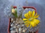 Lithops naureeniae (Living Stones) - World of Succulents