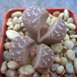 Lithops naureeniae (Living Stones) - World of Succulents