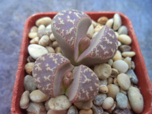 Lithops naureeniae (Living Stones) - World of Succulents