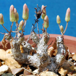 Tylecodon longipes - World of Succulents