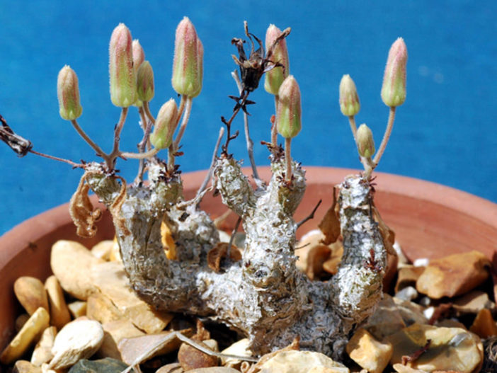 Tylecodon longipes - World of Succulents