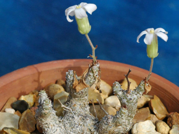 Tylecodon longipes - World of Succulents