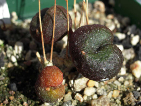 Tylecodon opelii - World of Succulents