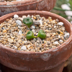 Tylecodon opelii - World of Succulents