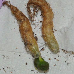 Tylecodon opelii - World of Succulents