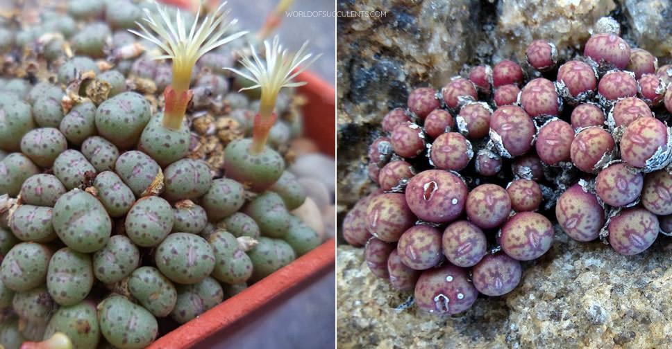 Conophytum uviforme - World of Succulents