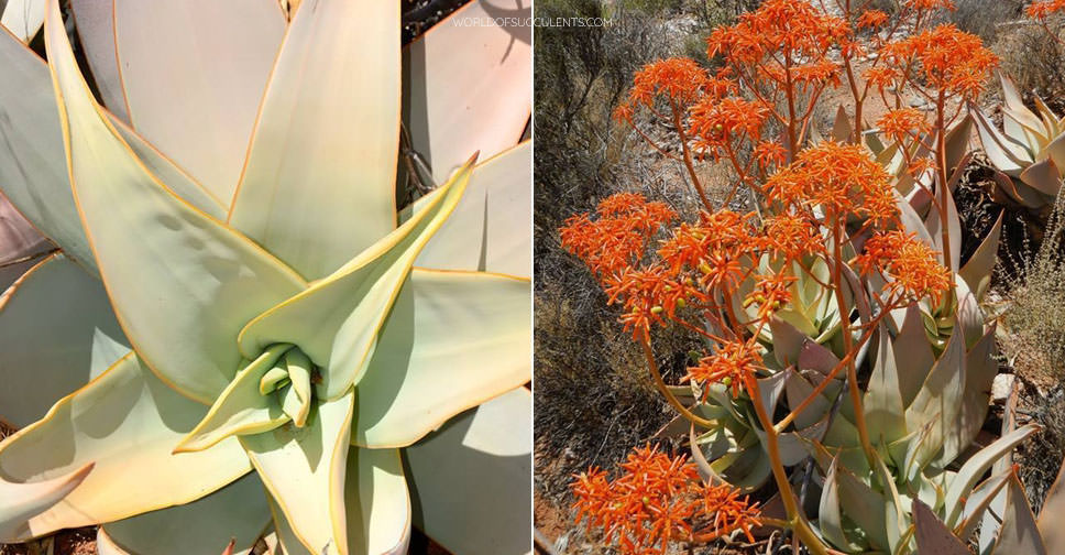 Aloe komaggasensis - World of Succulents