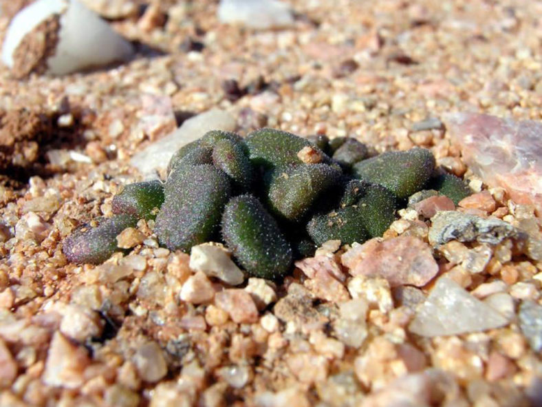 Tylecodon pusillus - World of Succulents