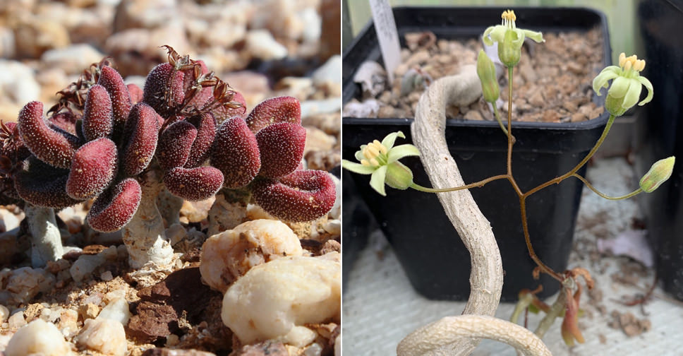 Tylecodon pygmaeus (Pygmy Butterbush) - World of Succulents