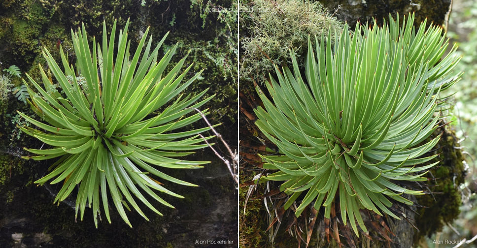 Agave gracielae (Slender-leaved Agave) - World of Succulents