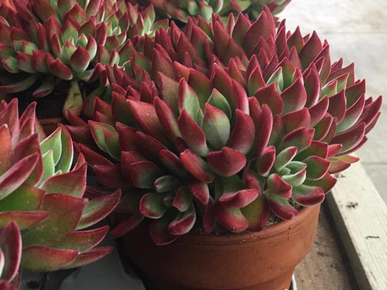 Echeveria pulvinata 'Devotion' - World of Succulents