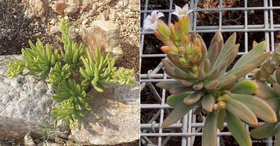 Tylecodon racemosus (Potato Butterbush) - World of Succulents