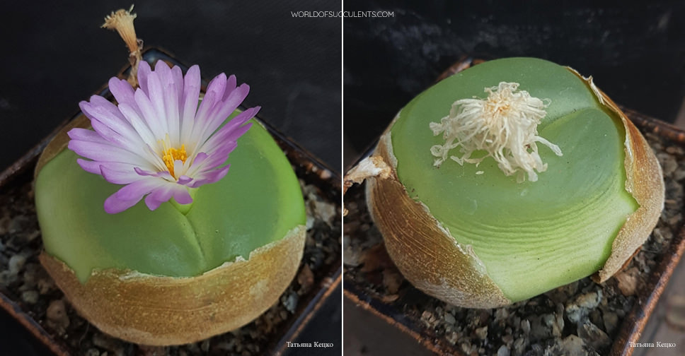 Conophytum ratum - World of Succulents