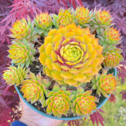 Sempervivum 'Gold Nugget' - World of Succulents