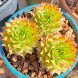 Sempervivum 'Gold Nugget' - World of Succulents