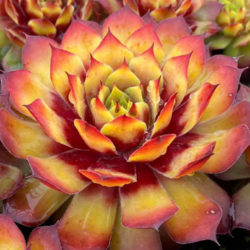 Sempervivum 'Gold Nugget' - World of Succulents