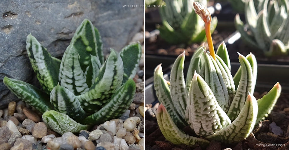 Tulista pumila 'Emperor' - World of Succulents