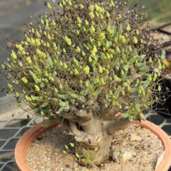 Tylecodon reticulatus (Thorny Butterbush) - World of Succulents