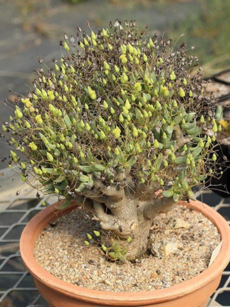 Tylecodon reticulatus (Thorny Butterbush) - World of Succulents