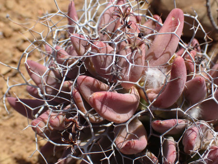 Tylecodon reticulatus (Thorny Butterbush) - World of Succulents