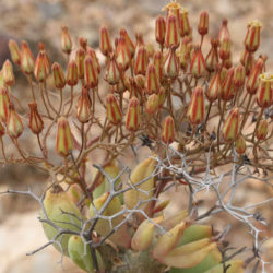 Tylecodon reticulatus (Thorny Butterbush) - World of Succulents