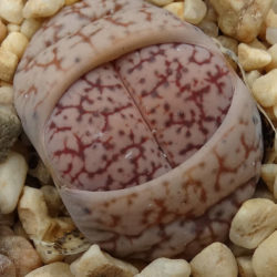 Lithops 'Talisman' - World of Succulents