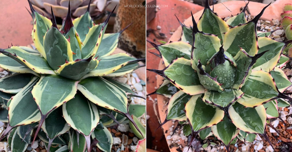 Agave 'Cream Spike' - World of Succulents
