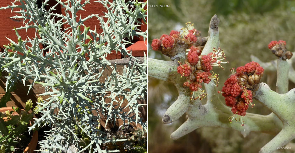 Euphorbia stenoclada (Stiver Thicket) - World of Succulents