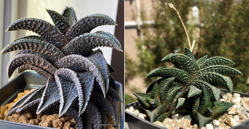 Haworthiopsis 'Onigawara' - World of Succulents