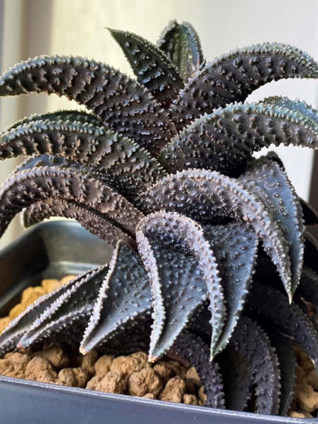 Haworthiopsis 'Onigawara' - World of Succulents