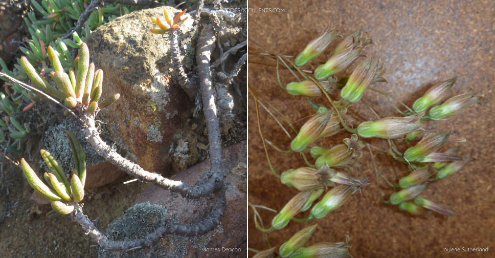 Tylecodon striatus (Groovy Butterbush) - World of Succulents