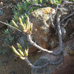 Tylecodon striatus (Groovy Butterbush) - World of Succulents