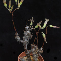 Tylecodon striatus (Groovy Butterbush) - World of Succulents